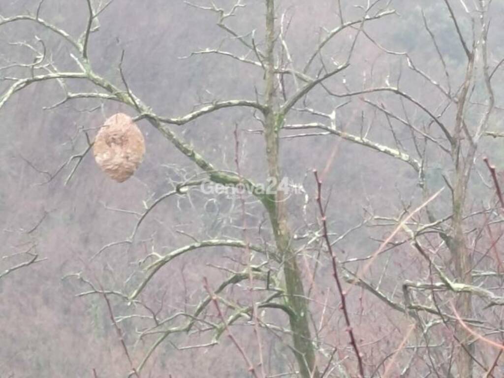 Casella (AVS): “Emergenza vespa velutina, dalla Regione risposta ...