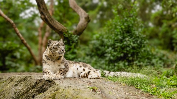 Selva: Qué es, tipos y por qué es vital para el mundo