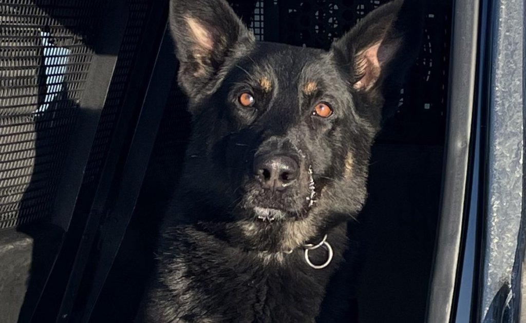 RCMP police dog tracks down fleeing Manitoba suspect