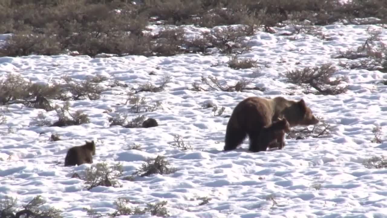 Montana Ag Network: Montana Augusta cattle rancher raises concerns about new grizzly bear ruling