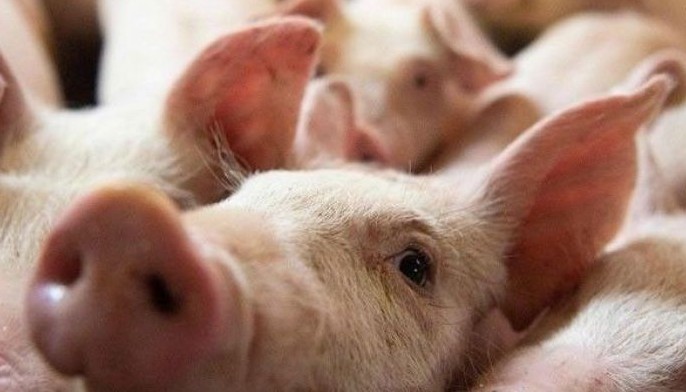 ASF-affected barangays down to 133