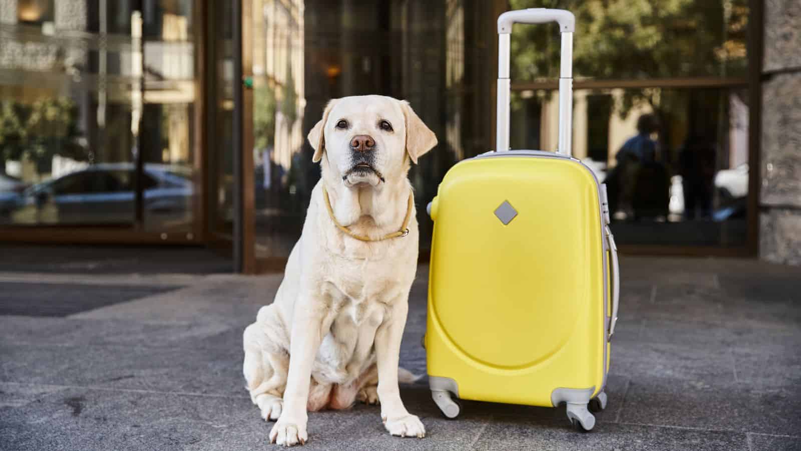 18 Pet-Friendly Vacation Destinations That Both You and Your Pet Will Love