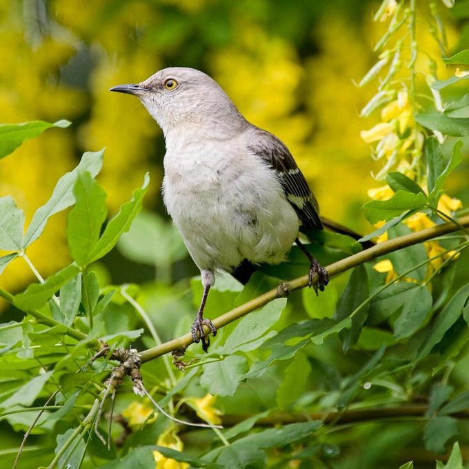 3 Mimic Bird Species You Should Know