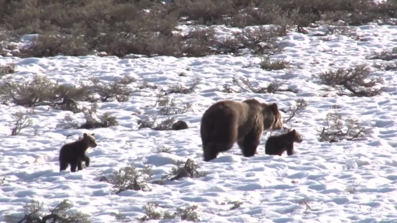 Montana cattle rancher raises concerns about new grizzly bear ruling