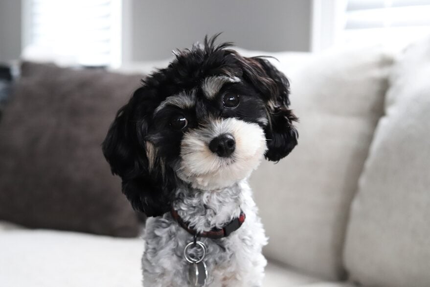 10 Reasons Why Buying A Designer Dog Breed Is The Worst Idea