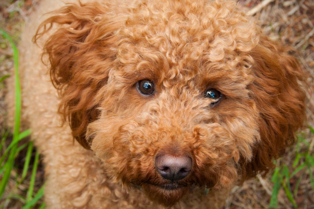 15 Cockapoos, Cavapoos, Labradoodles and Other “Poodles and Doodles ...