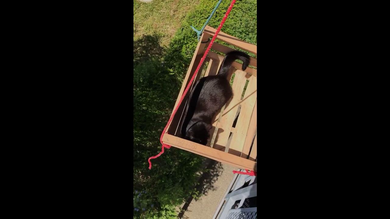 Cat Rides Crate Elevator