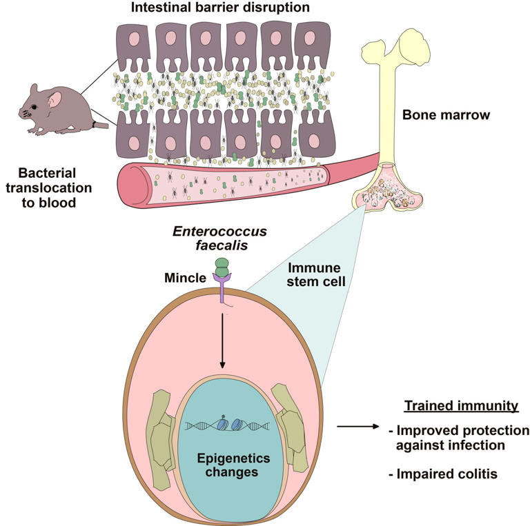 Scientists discover how gut modulates development of inflammatory ...