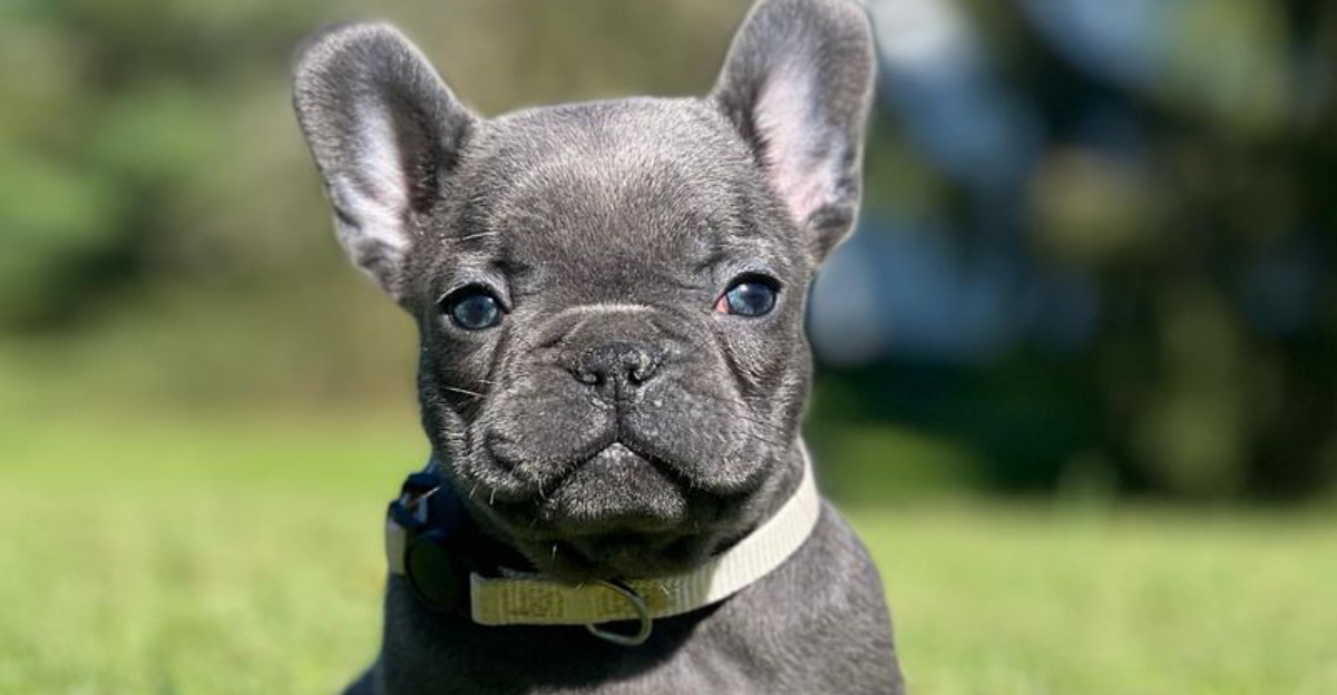 The Ultimate Ranking of the 26 Most Adorable Dog Breeds The Ultimate Ranking of the 26 Most Adorable Dog Breeds