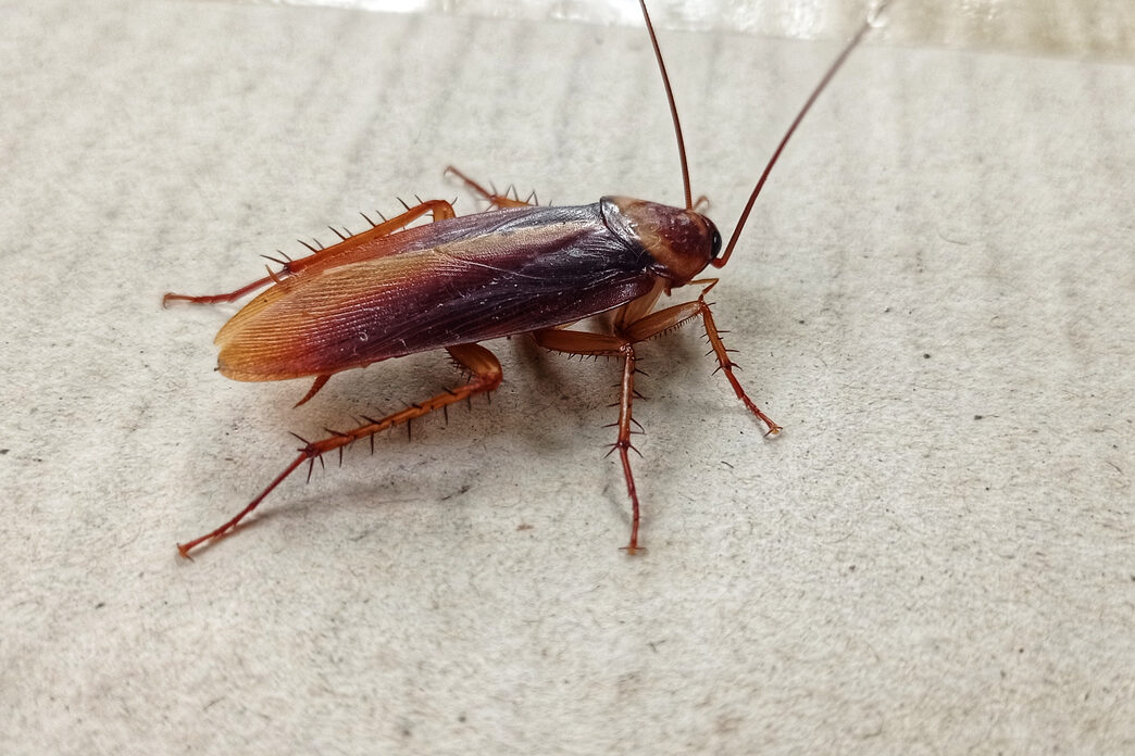 10 Animals That Can Survive Nuclear Fallout — And Why It’s Terrifying