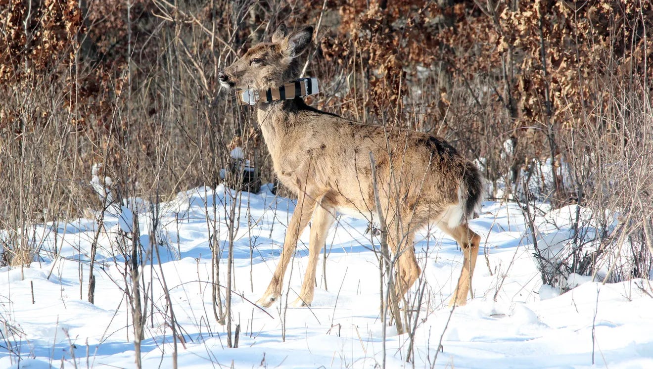 Smith: DNR study finds CWD likely is reducing deer populations in ...
