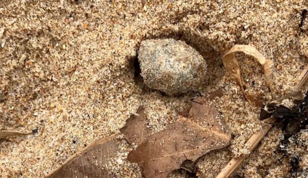 Mysterious Balls On Sydney Beaches Contain ‘Fecal Bacteria’