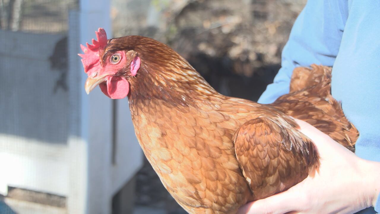 Bird flu found in a second commercial flock, Georgia agriculture ...