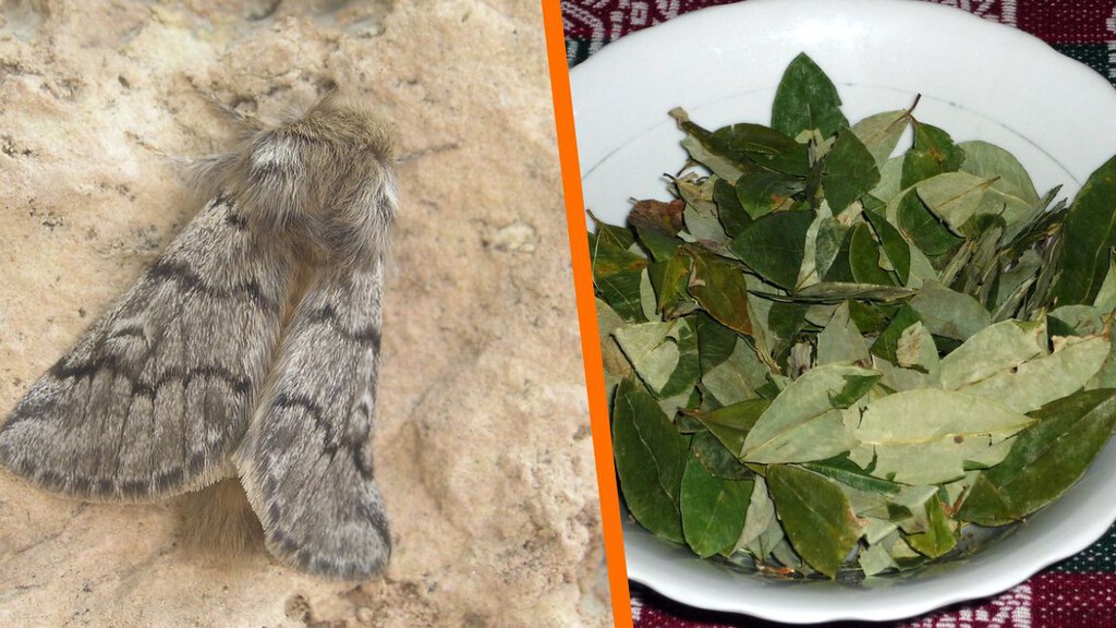 Este es el ingrediente de cocina que tienes que dejar en tu despensa para exterminar las polillas