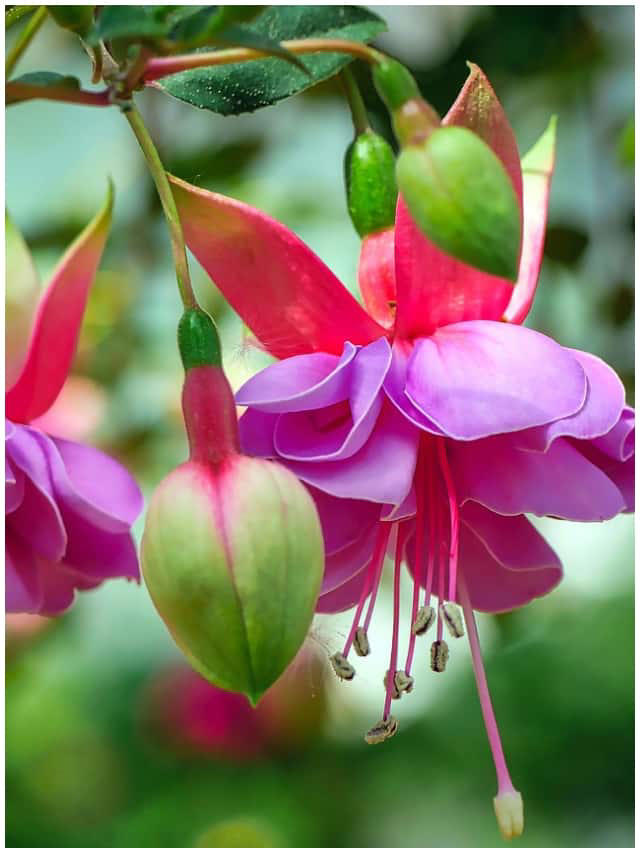 Begonia to Fuchsia: 7 flowers that can grow in shade