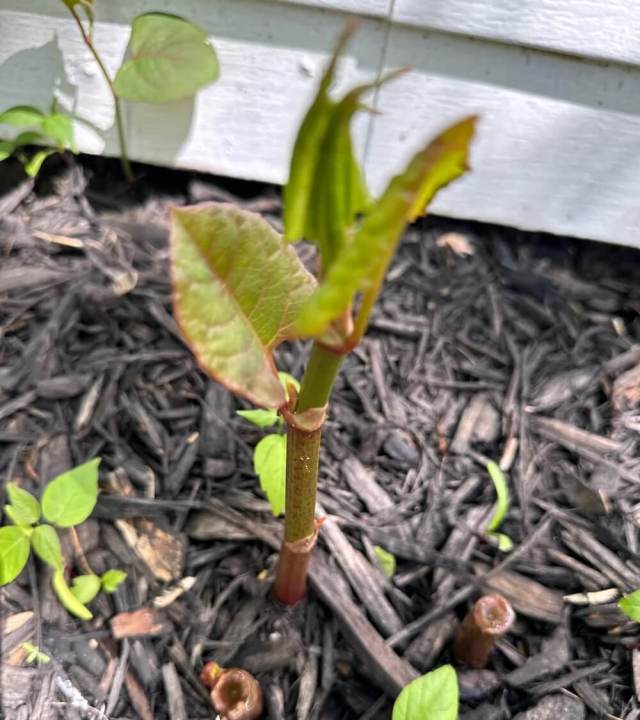 Homeowner seeks advice after strange growth overtakes their yard: 'My ...