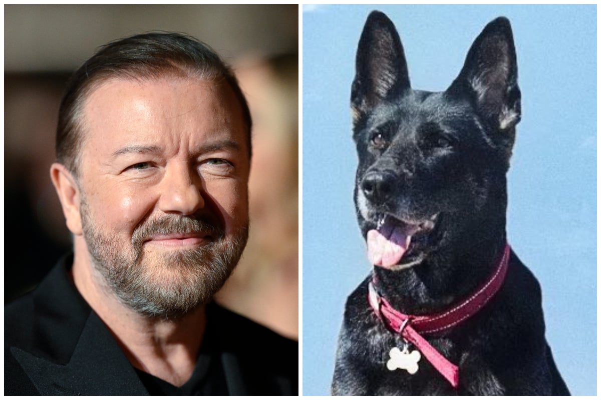 'Beautiful soul': Ricky Gervais pays tribute as dog who played Brandy ...