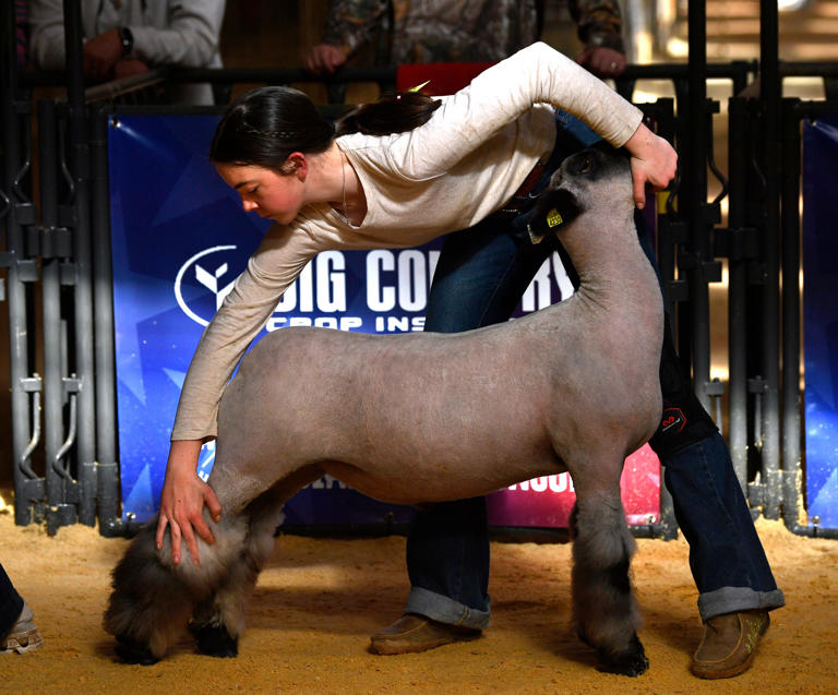 Fluffed and tough, lambs have their own style at Scurry County Jr ...