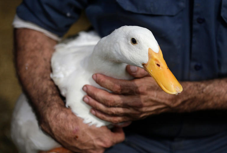 LI’s last duck farm forced to shutter and euthanize nearly 100K birds ...