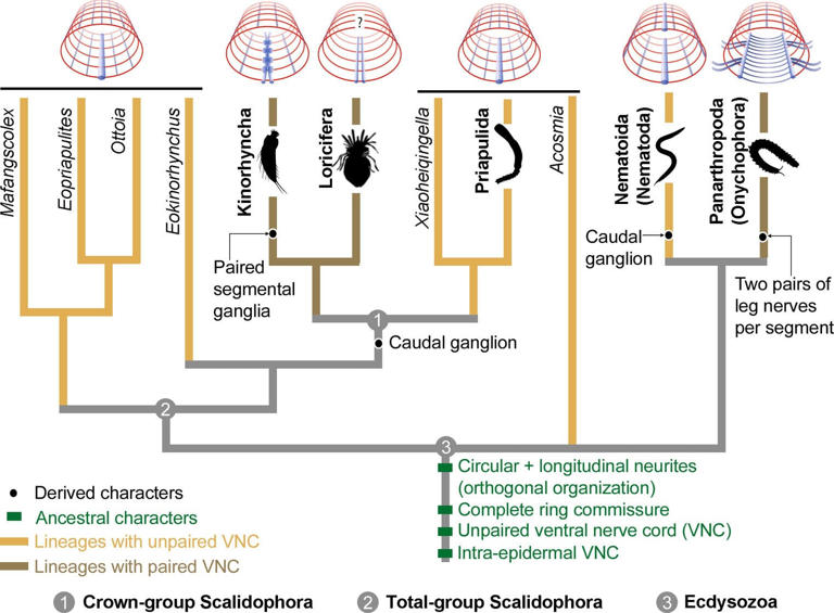 500 million-year-old fossil reveals evolution of early nervous systems