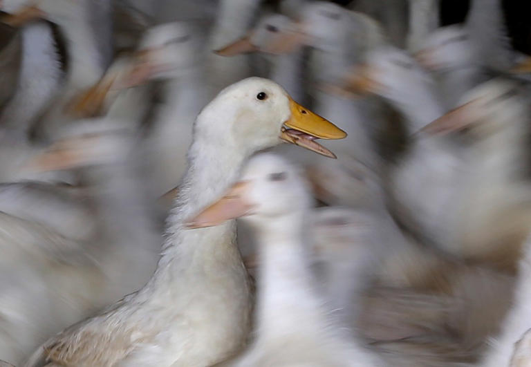 LI’s last duck farm forced to shutter and euthanize nearly 100K birds ...