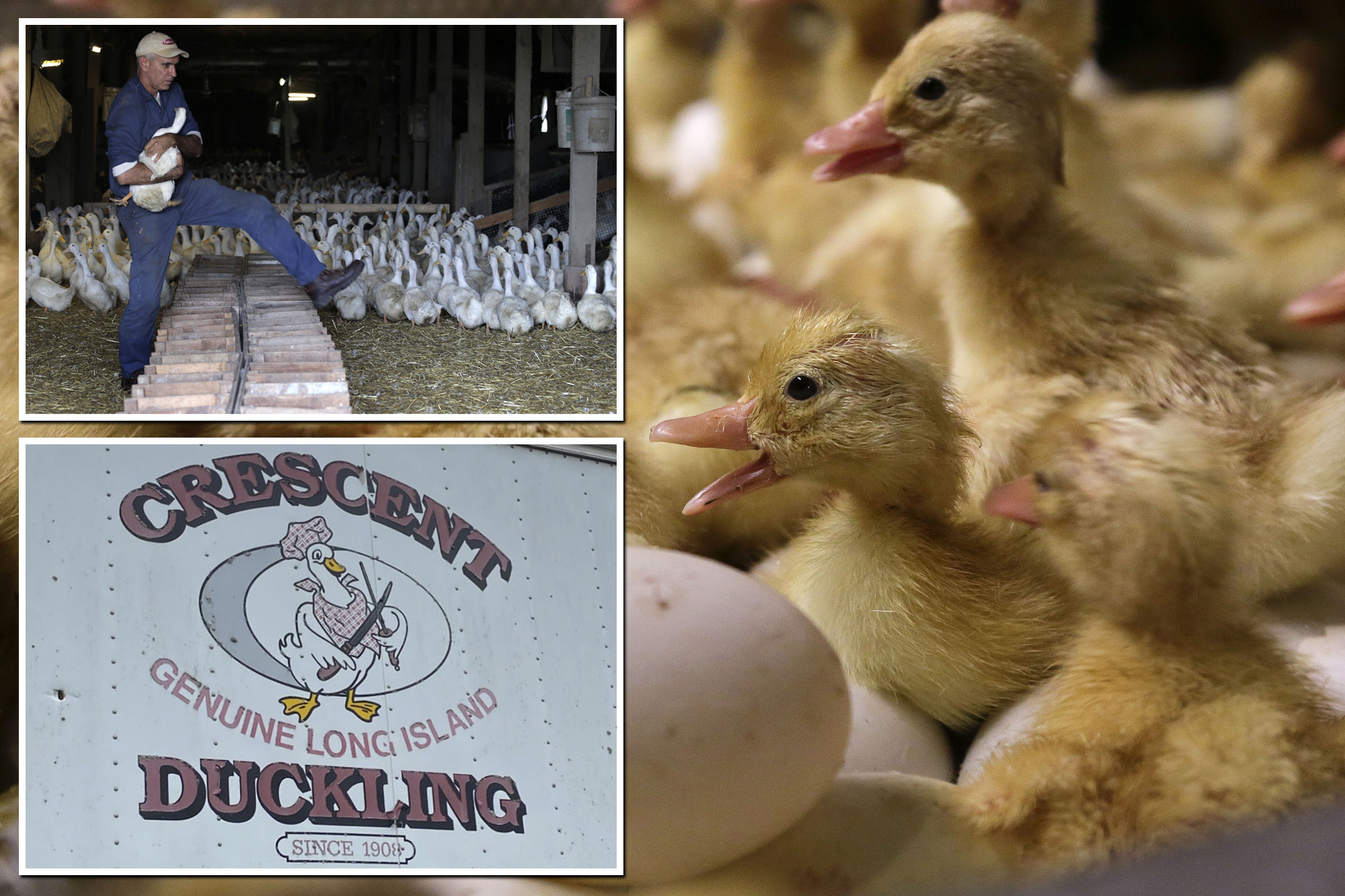 LI’s last duck farm forced to shutter and euthanize nearly 100K birds ...