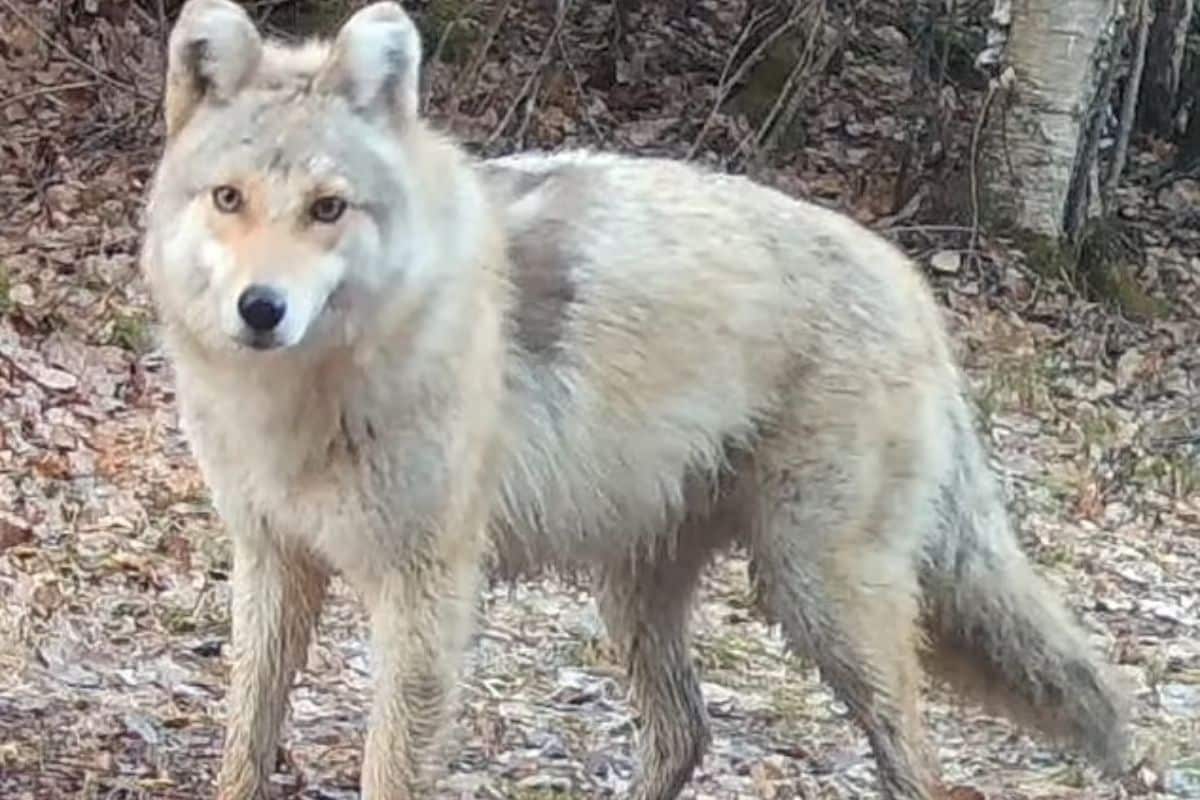What Is This Strange Creature Caught on Camera? Wolves, Coyotes, and ...