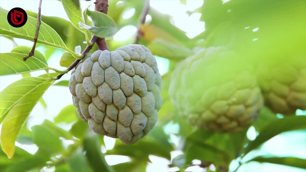 10 of the Strangest Fruits You’ve Probably Never Tried
