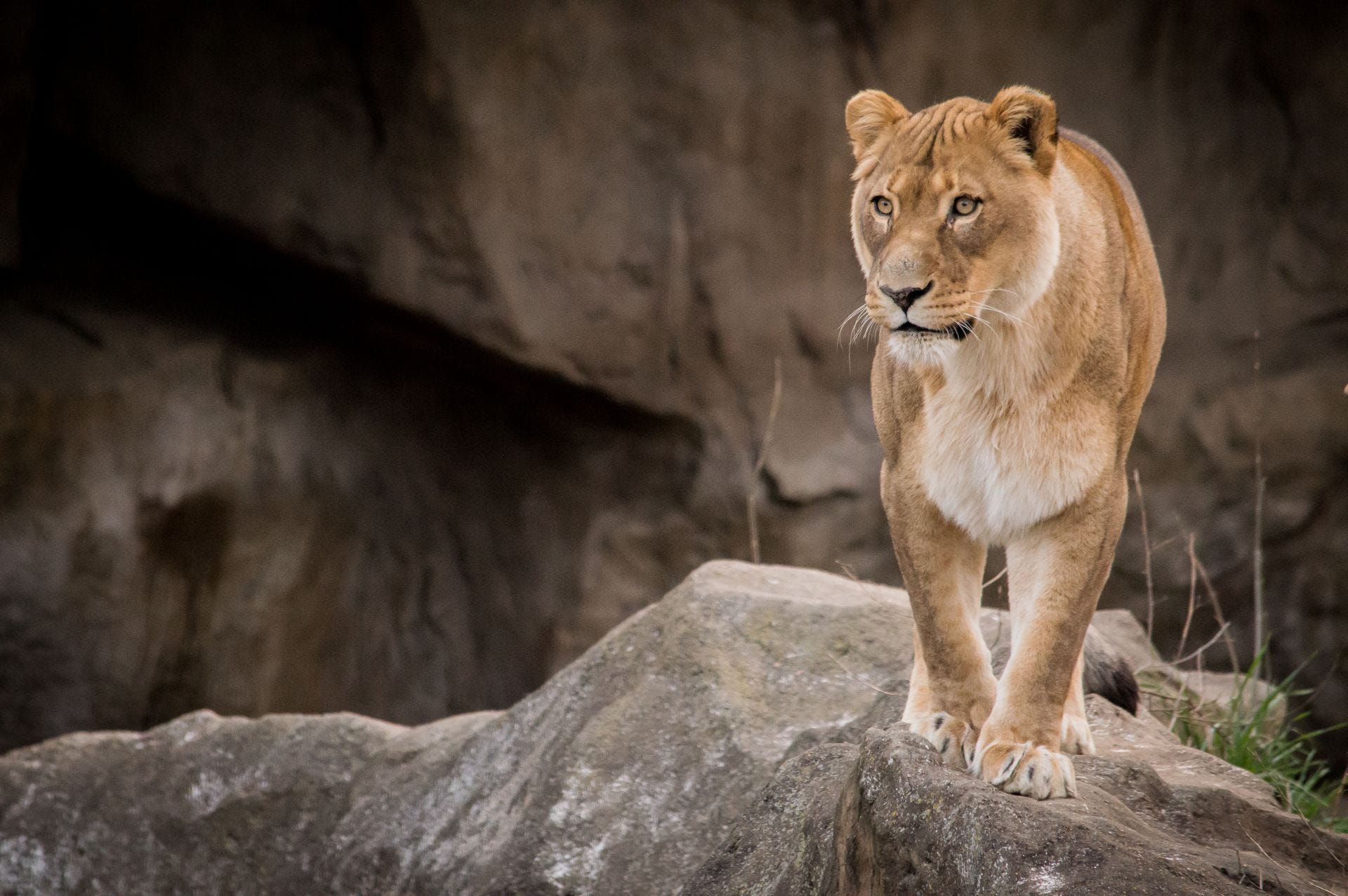 19-year-old African Lion at Saint Louis Zoo was 'humanely euthanized ...