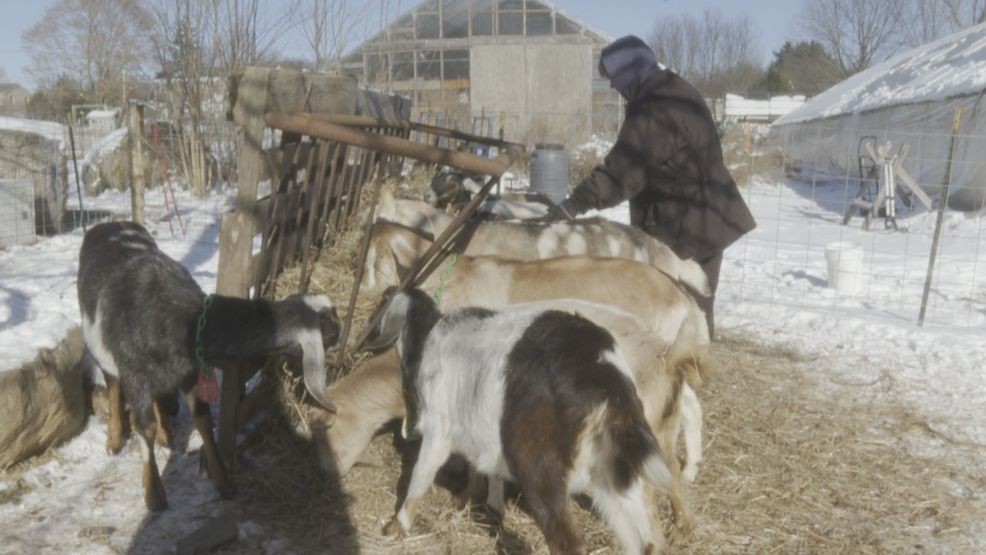 Gather Farm in Johnston offers year-round goat hikes