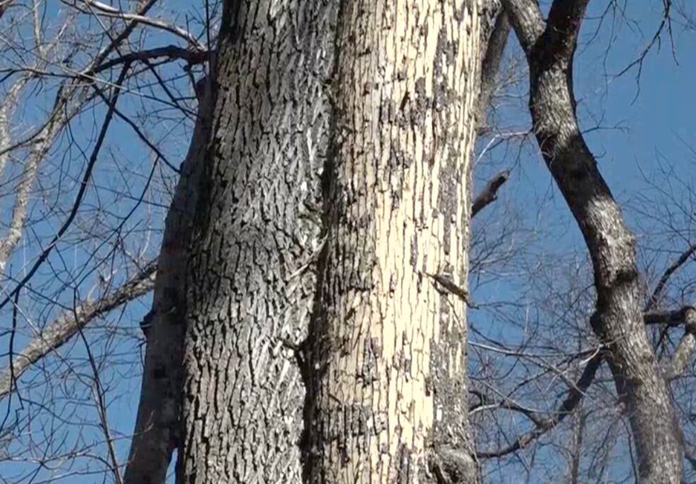 Experts say Ozarks trees infested with emerald ash borer must come down