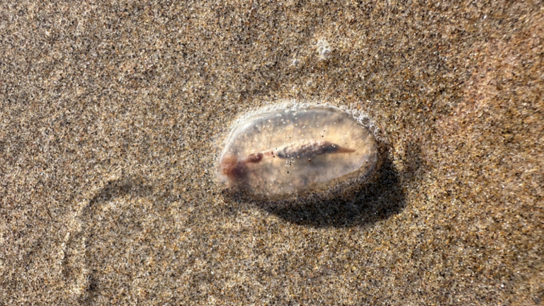 'The stars just kind of aligned': Holy Cross coach Dan Curran's son Ty ...