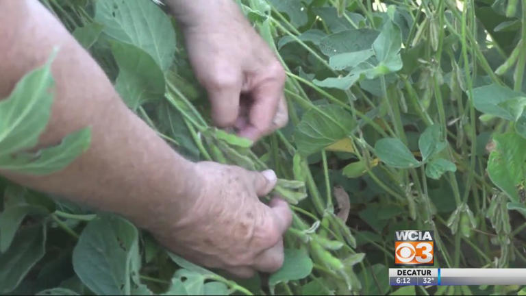 Illinois farmers saw record-breaking soybean harvest in 2024