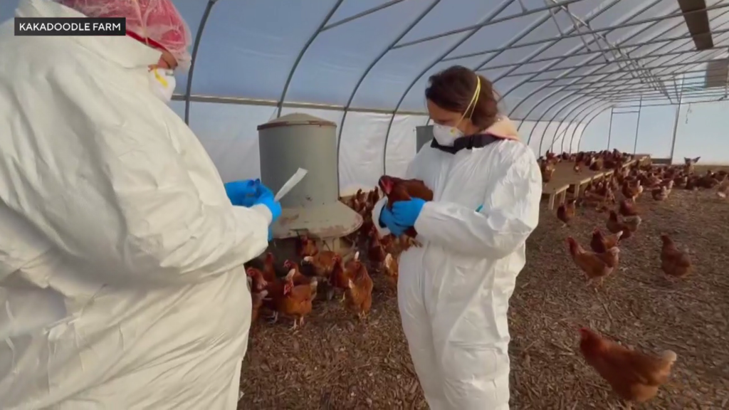 South suburban Chicago farm loses entire flock of hens due to bird flu outbreak