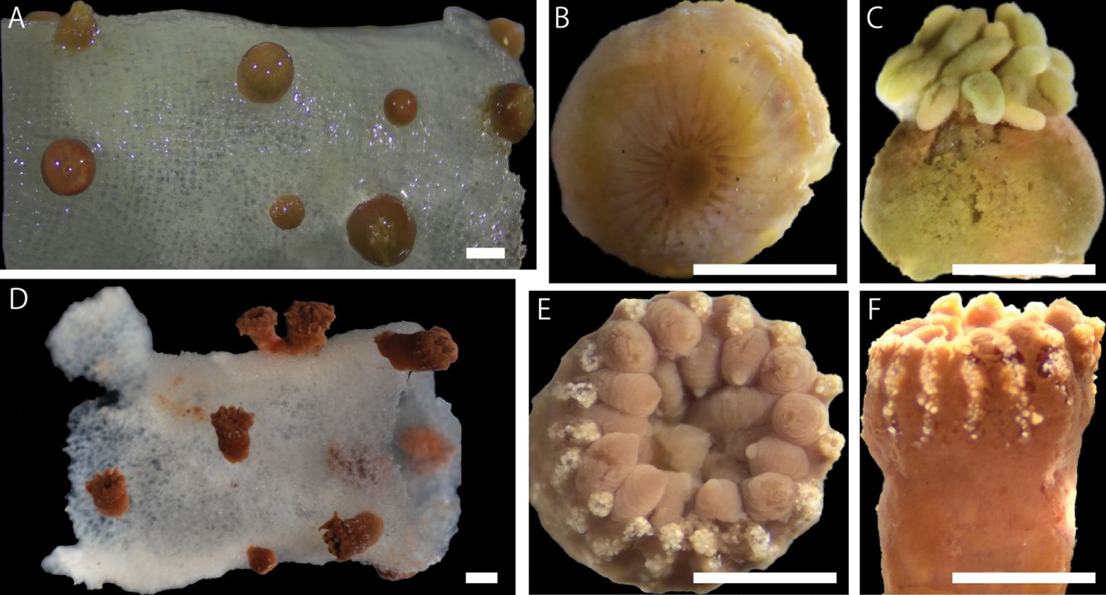 This new marine species looks like a flower with tentacles 🌸