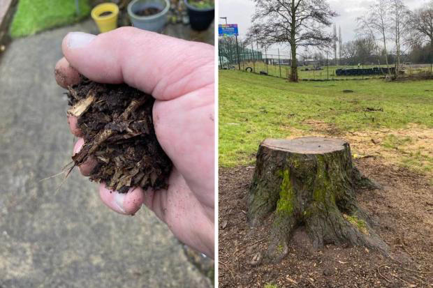 Council responds after anger and sadness at tree being cut down