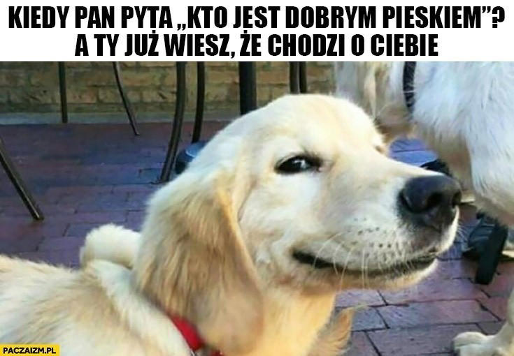 To są najlepsze MEMY o psach! Te słodkie obrazki rozbawią Cię do łez ...