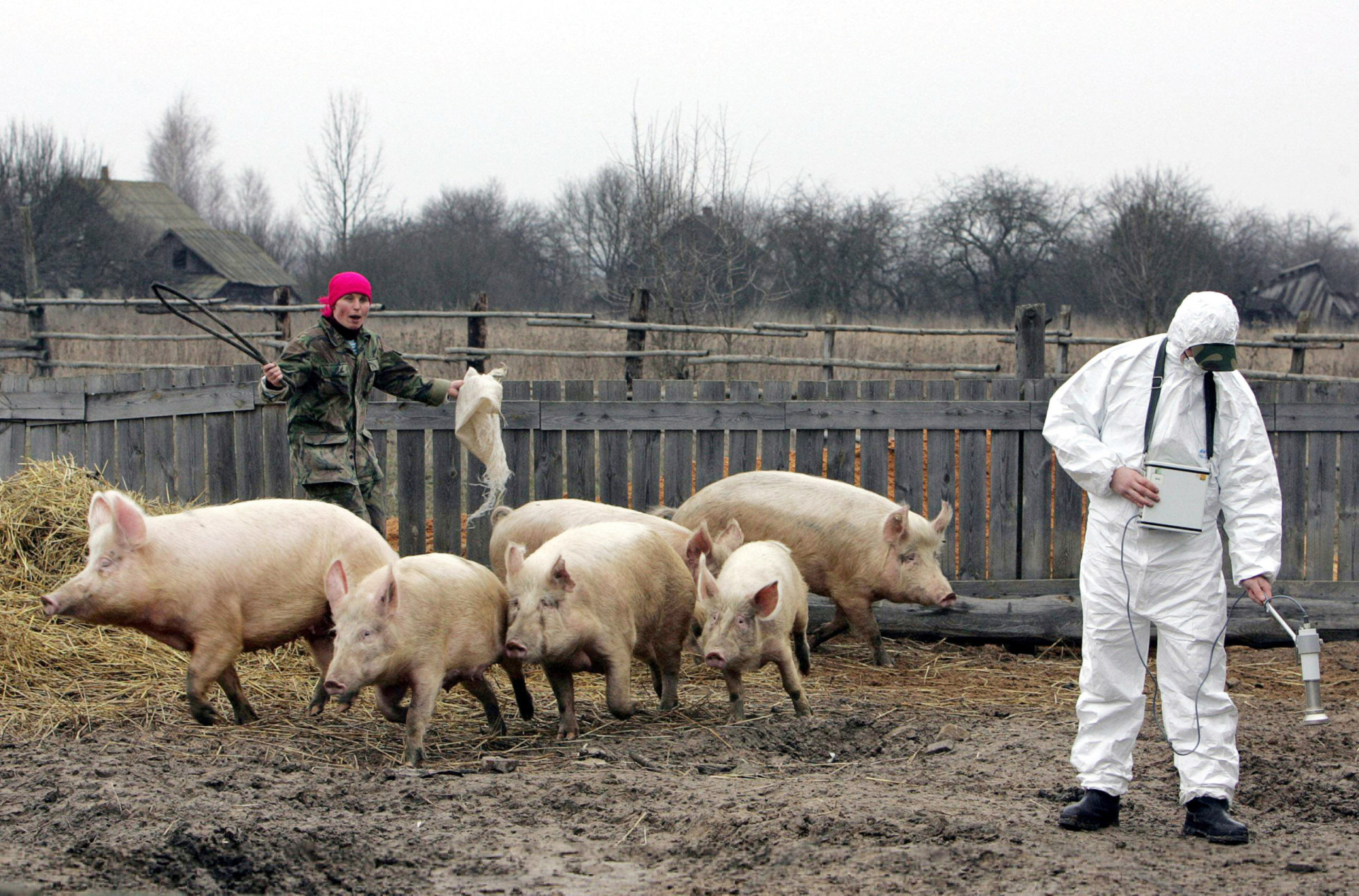 The radioactive animals of Chernobyl