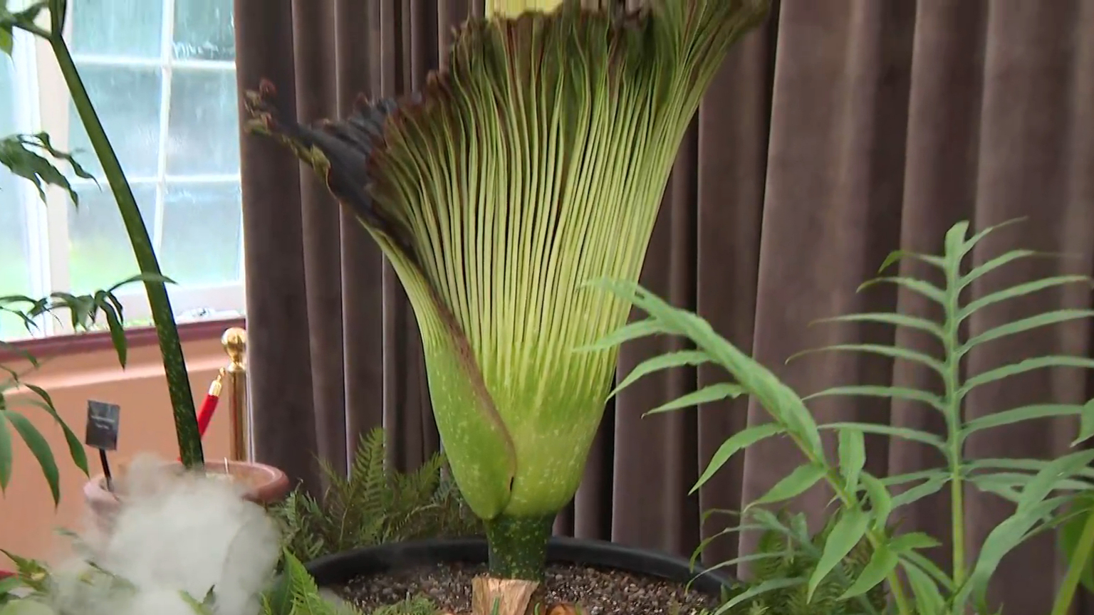 Sydneysiders wait up to three hours to catch a sniff of rare corpse flower