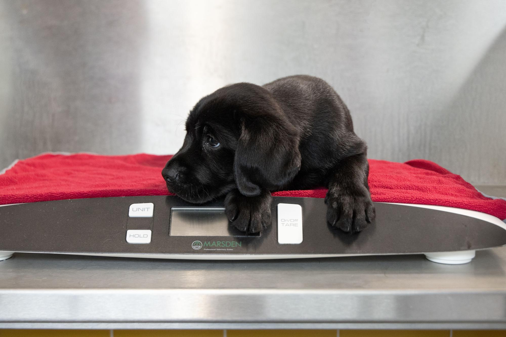 Feeling Ruff? Guide Dogs reveal how dogs feel the January Blues too