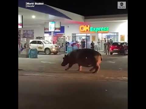 Mesmerizing Hippo Strolls Through South African Gas Station