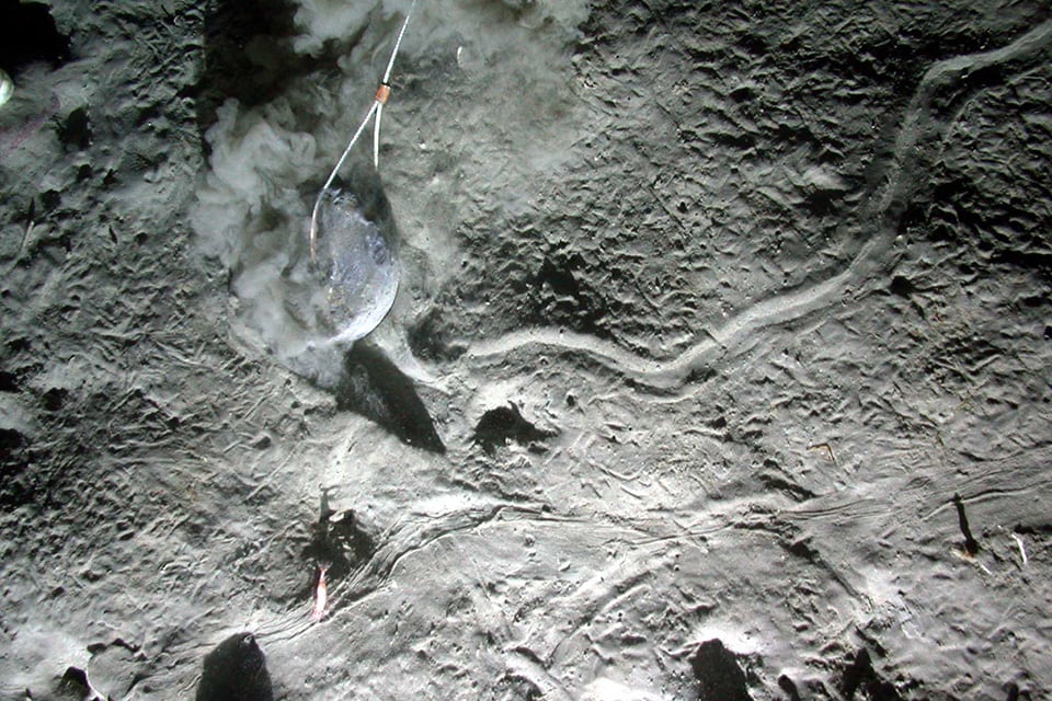 Why scientists want to protect empty, muddy seabeds