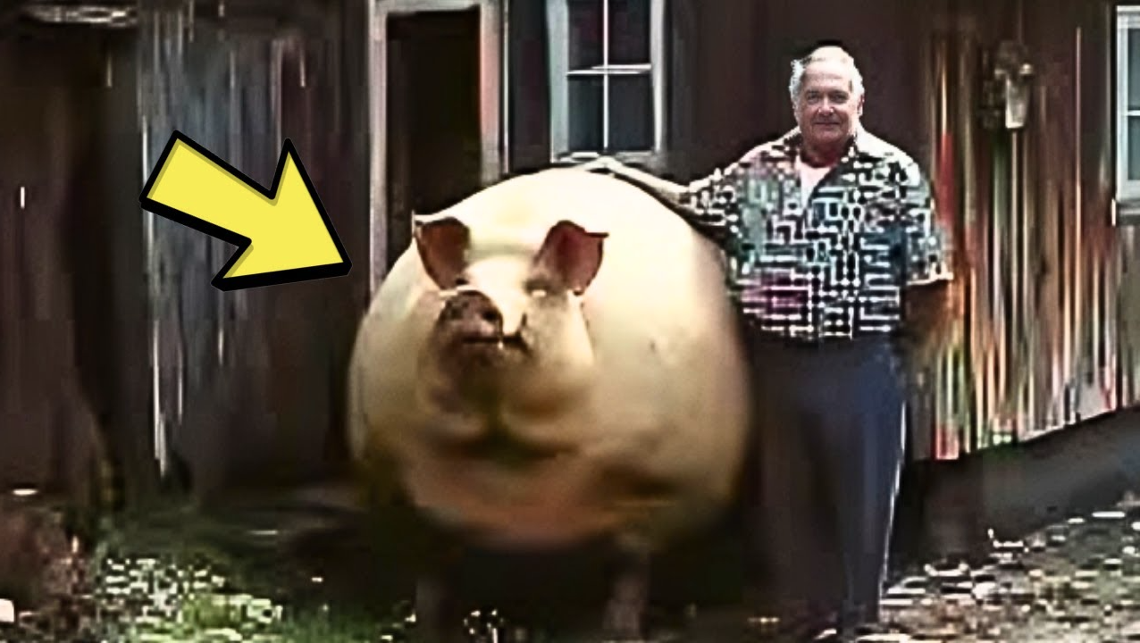 When Neighbors Discovered What He Was Feeding His Fat Pig, He Was ...