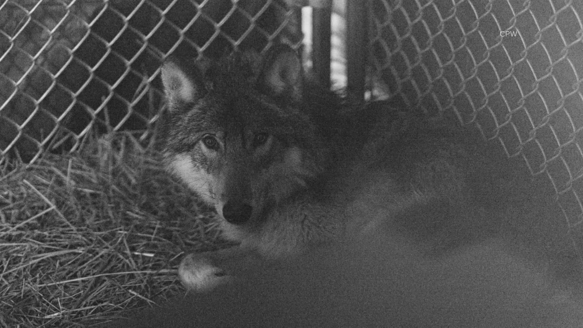 Wolf goes into southern Colorado for first time since reintroduction