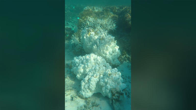 Coral bleaching on Australia’s Great Barrier Reef reaches ‘catastrophic ...