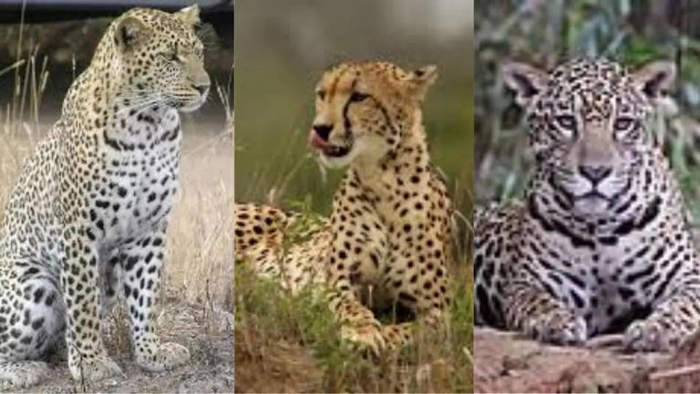 Leopard vs. cheetah vs. jaguar: Key differences and common traits explained