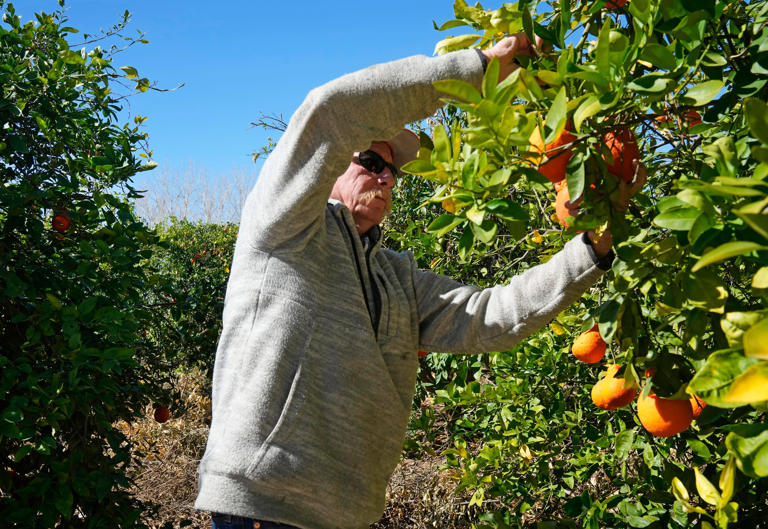 Picking fruit to save it from freezing temperatures? Donate it to the ...