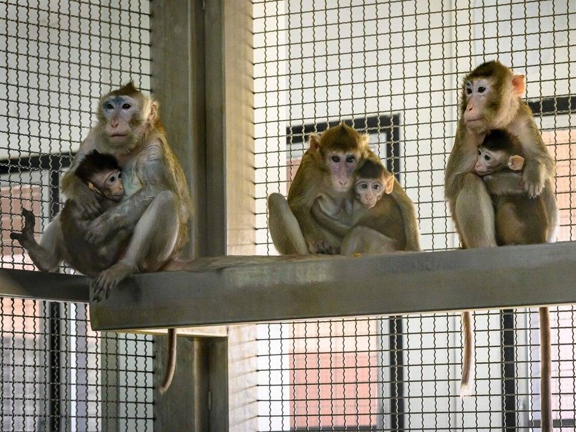 Canada under pressure to stop importation of monkeys from Cambodia