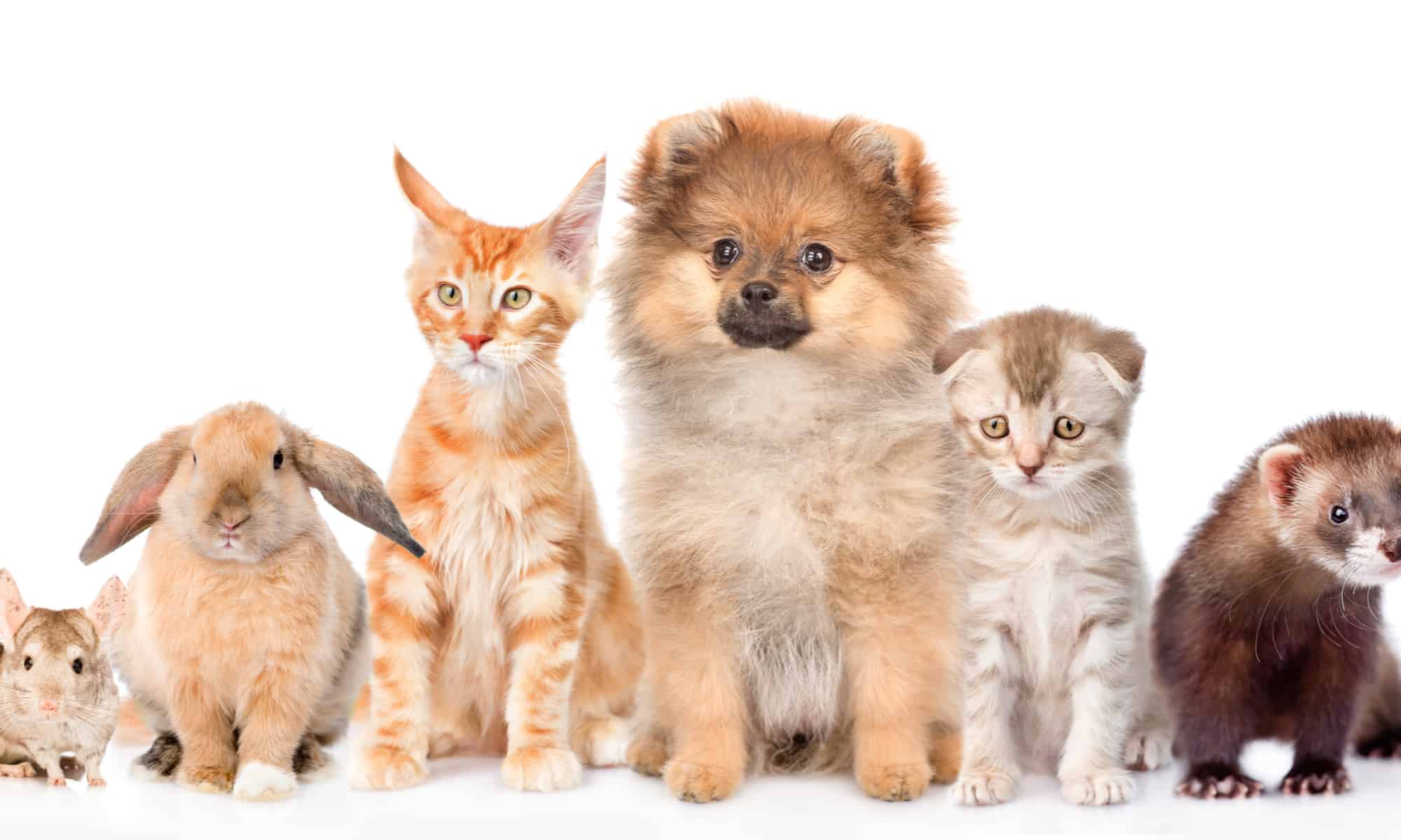 Choose the Best Pet for You From These Sweet Animals