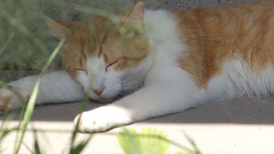 Burlington considers cat licensing policy